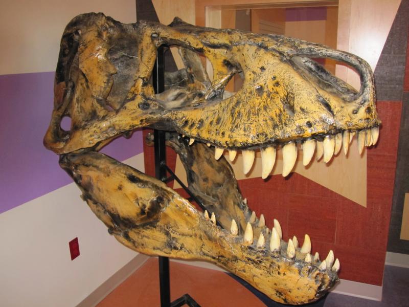Rareresource: Dinosaur exhibition is first display for Golisano ...